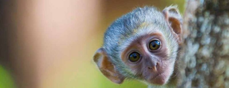 Wildlife Observations Worldwide | Wildlife Observations Worldwide