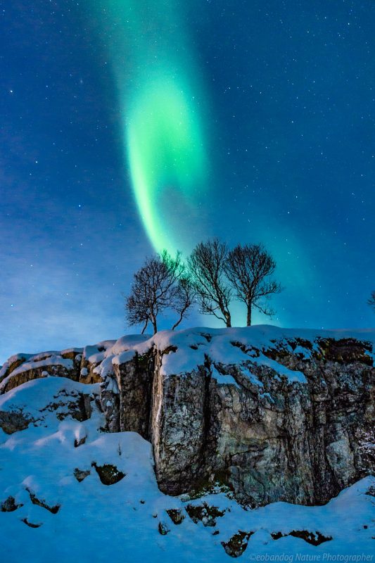 🐋 Orcas, Humpback Whales and Northern Lights 🐋 WOW
