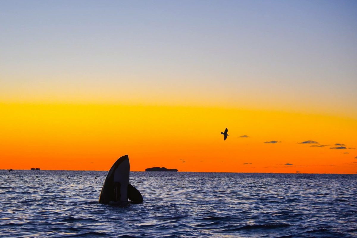 🐋 Orcas, Humpback Whales and Northern Lights 🐋 WOW